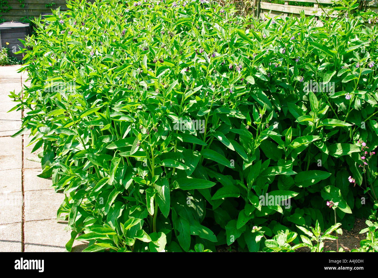 COMFREY PLANTS IN FLOWER Stock Photo - Alamy