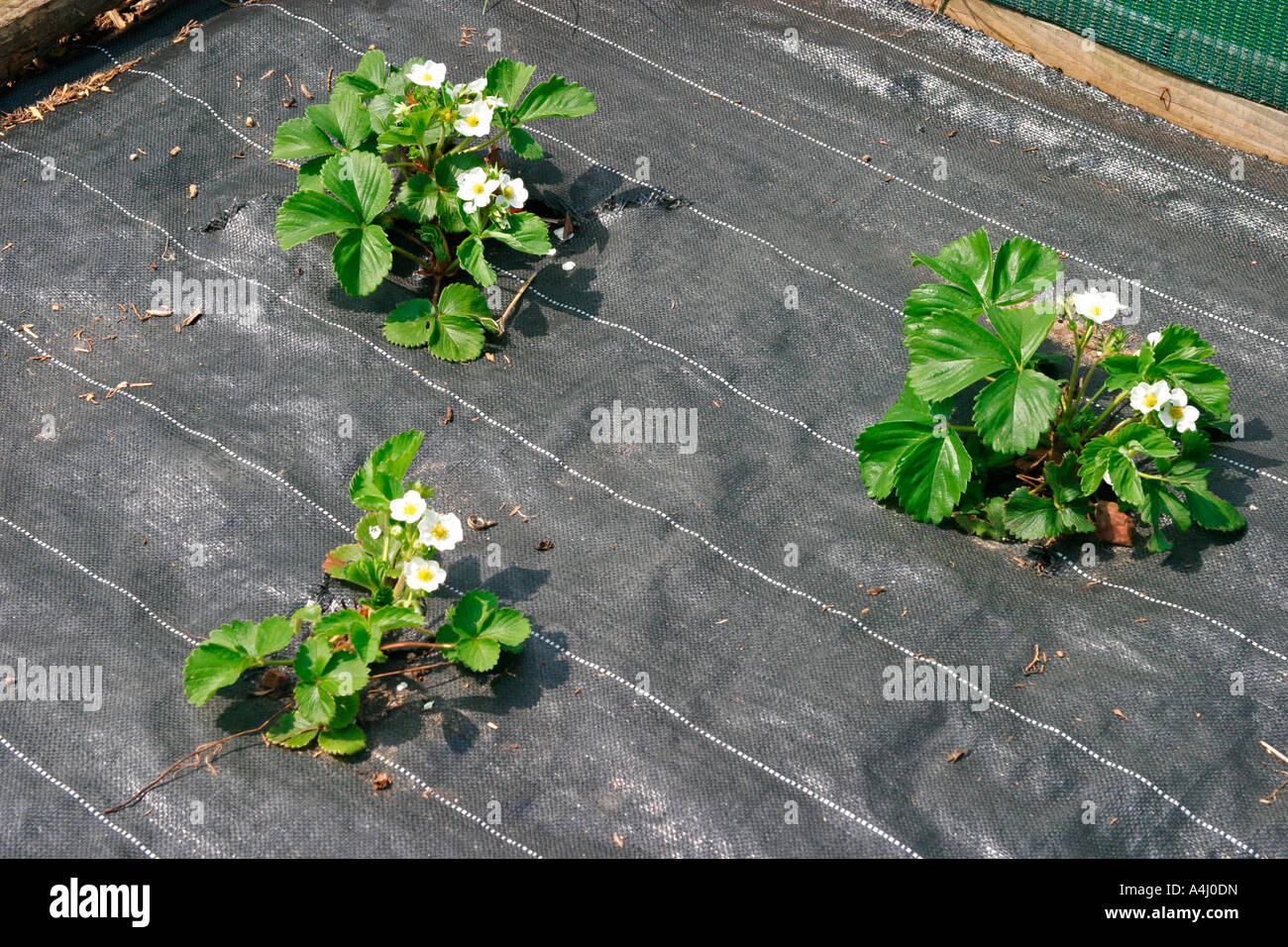 Weed control matting hi-res stock photography and images - Alamy