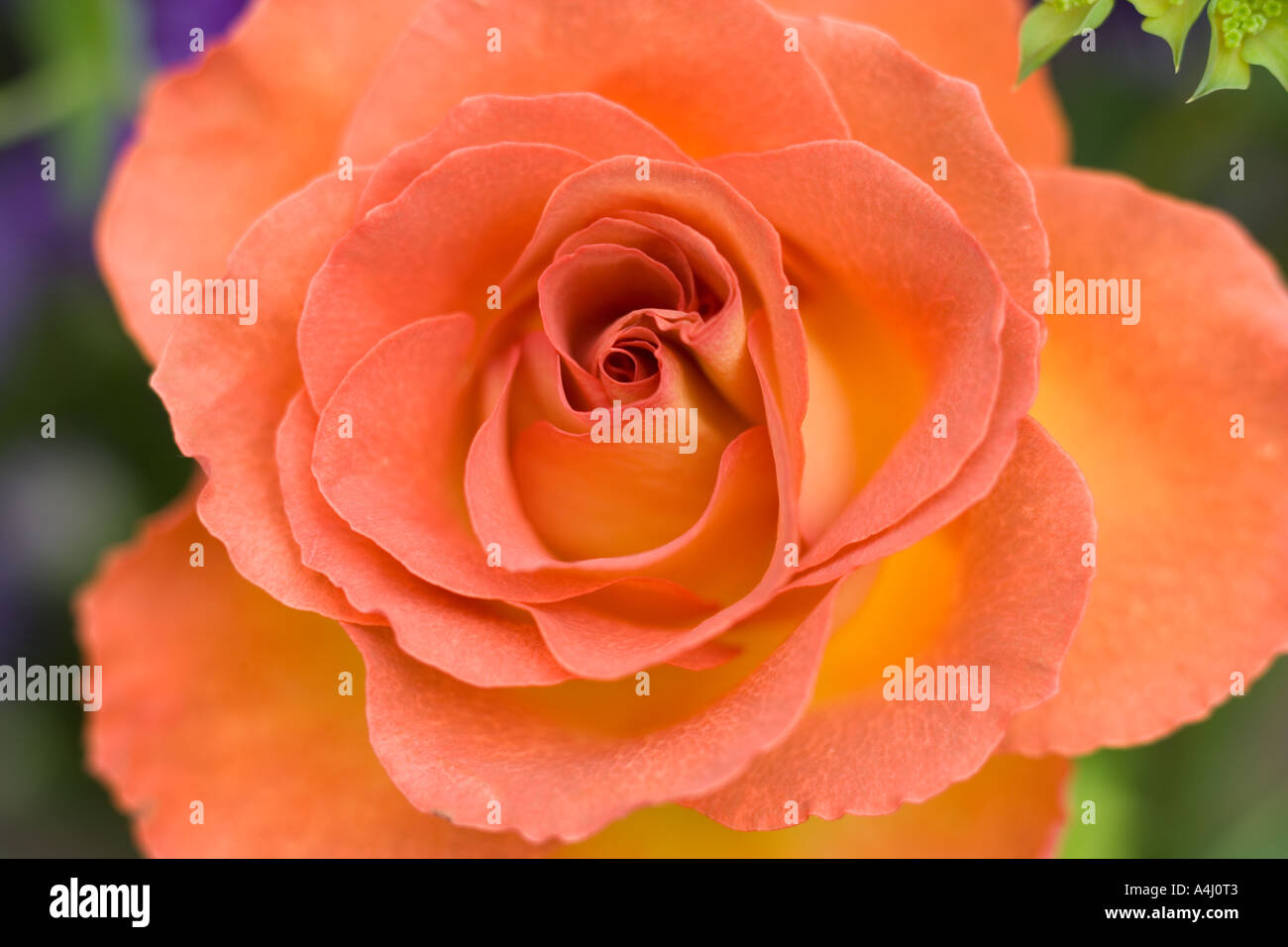 Harmony rose hi-res stock photography and images - Alamy