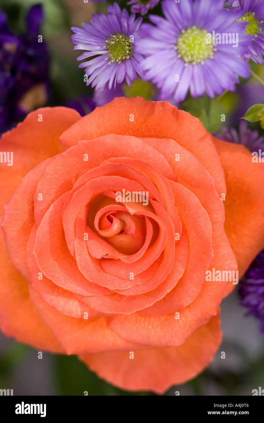 Hybrid Tea Rose Stock Photo - Alamy
