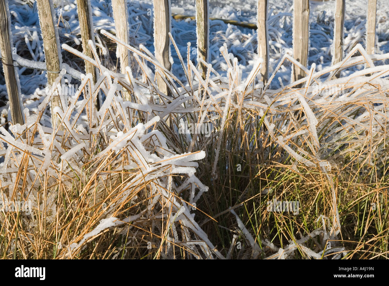 Ice and frozen snow. Frosted grasses after Snow blowing or snow ...