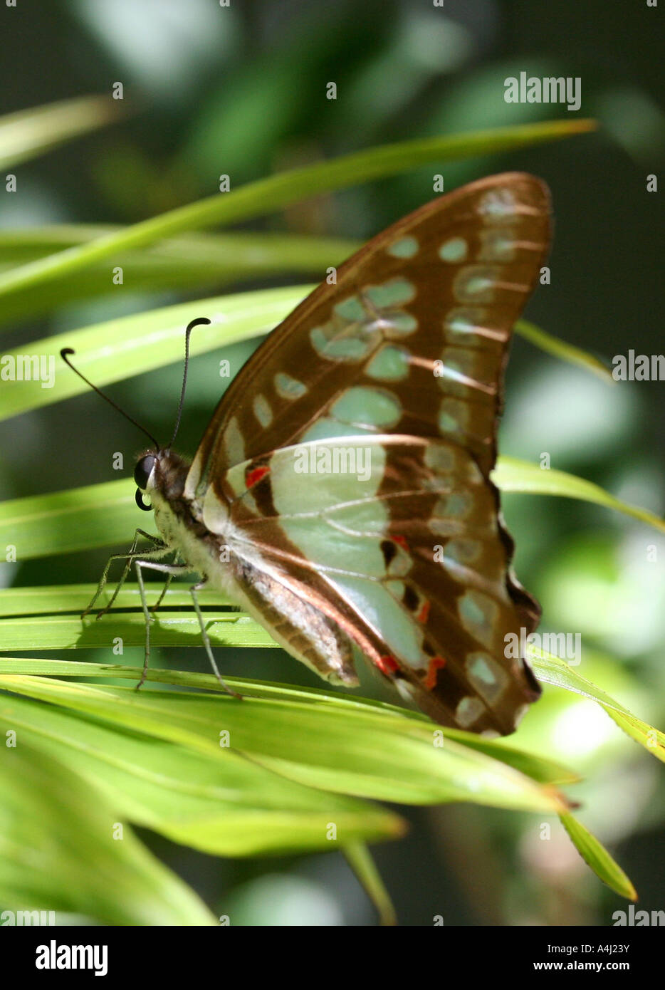 Blue triangle common bluebottle butterfly hi-res stock photography and ...