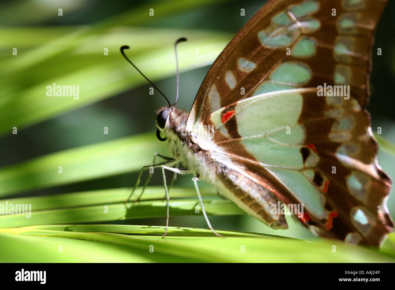 A BLUE TRIANGLE BUTTERFLY BAPDA10041 Stock Photo - Alamy