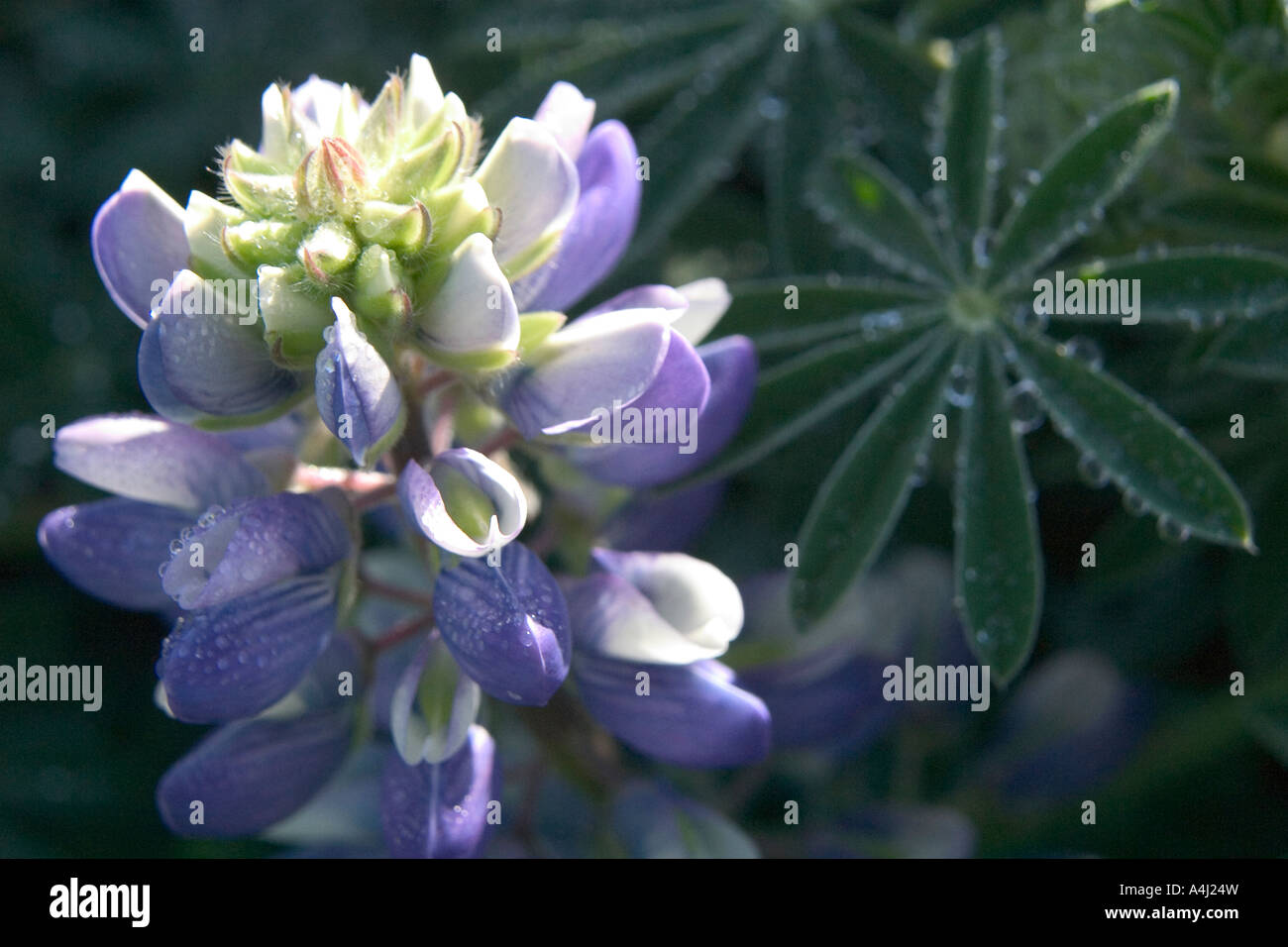 Native Lupine at Cape Blanco State Park Stock Photo - Alamy