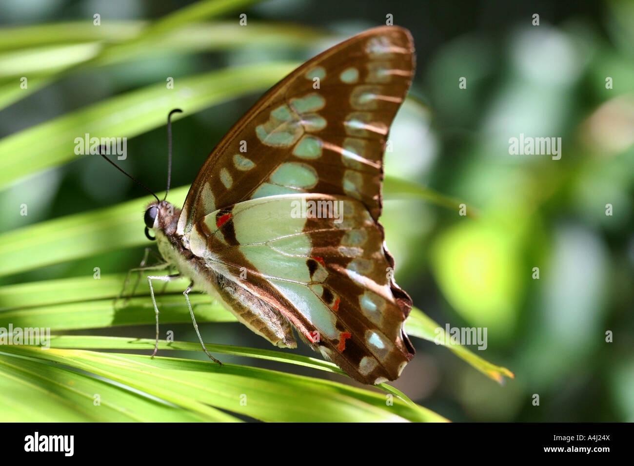 A BLUE TRIANGLE BUTTERFLY BAPDA10042 Stock Photo - Alamy
