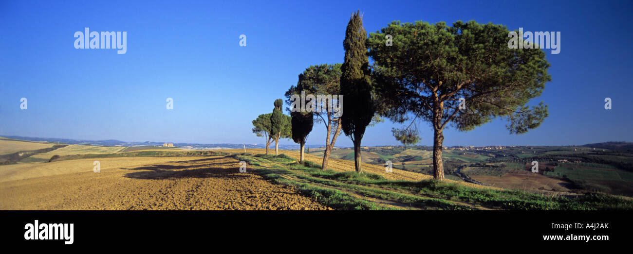 Typical Tuscan landscape with cypress trees and parasol pines Val D ...