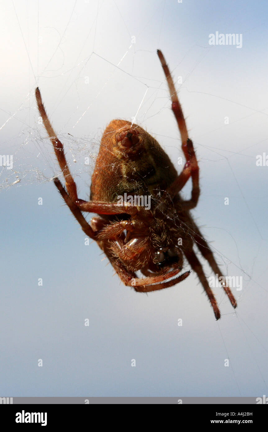 UNDERNEATH AN ORB SPIDER BAPDa9861 vertical Stock Photo - Alamy