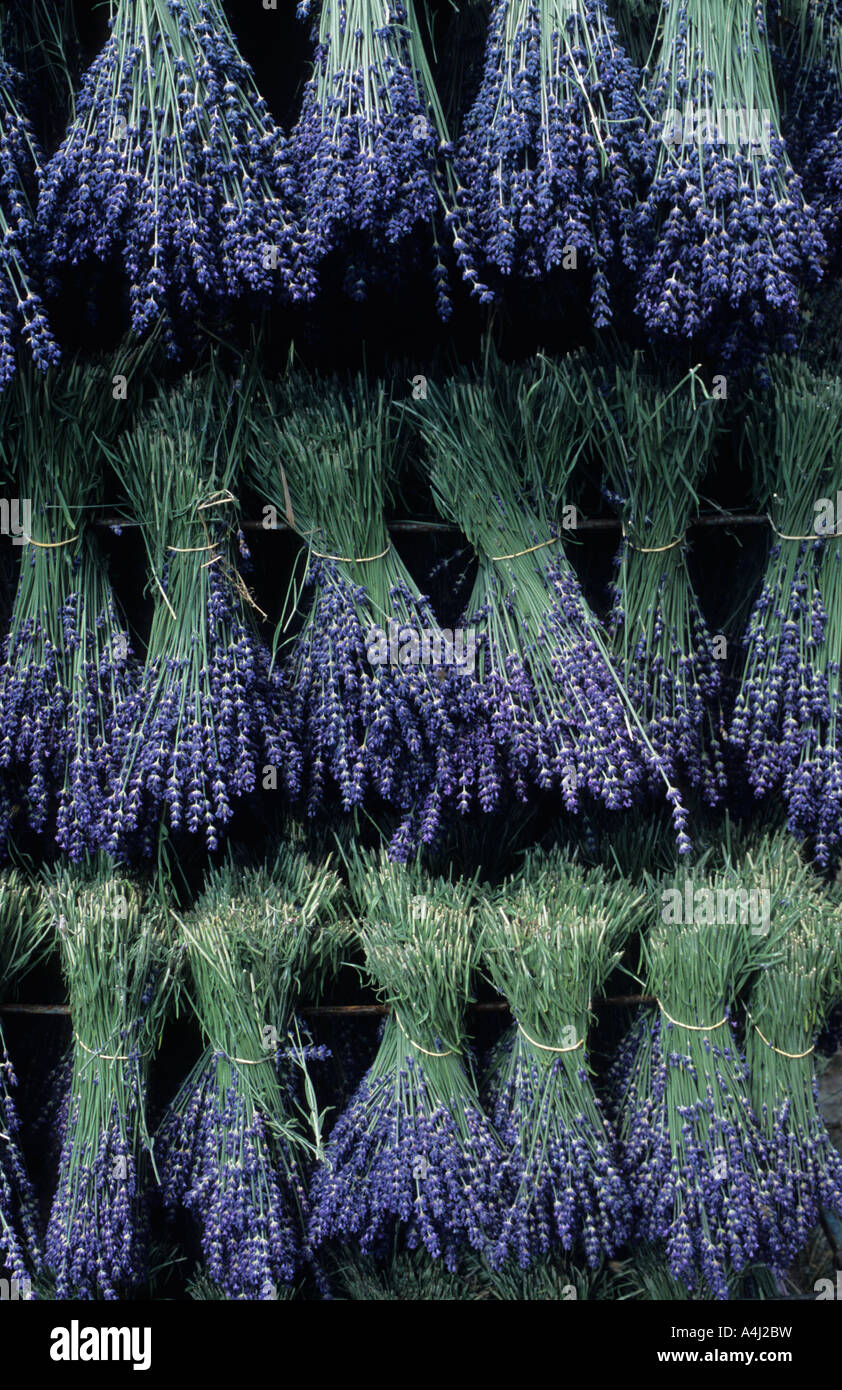 Bunches of lavender drying on a rack in the traditional manner ...