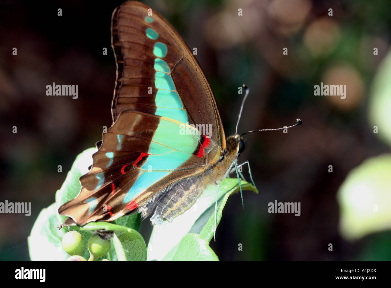 Blue triangle common bluebottle butterfly hi-res stock photography and ...