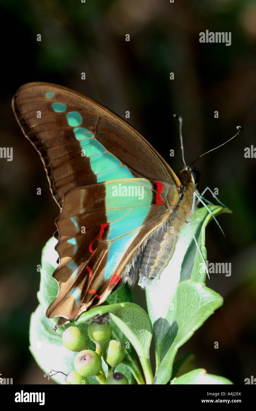 A BLUE TRIANGLE BUTTERFLY BAPDA9870 Stock Photo - Alamy