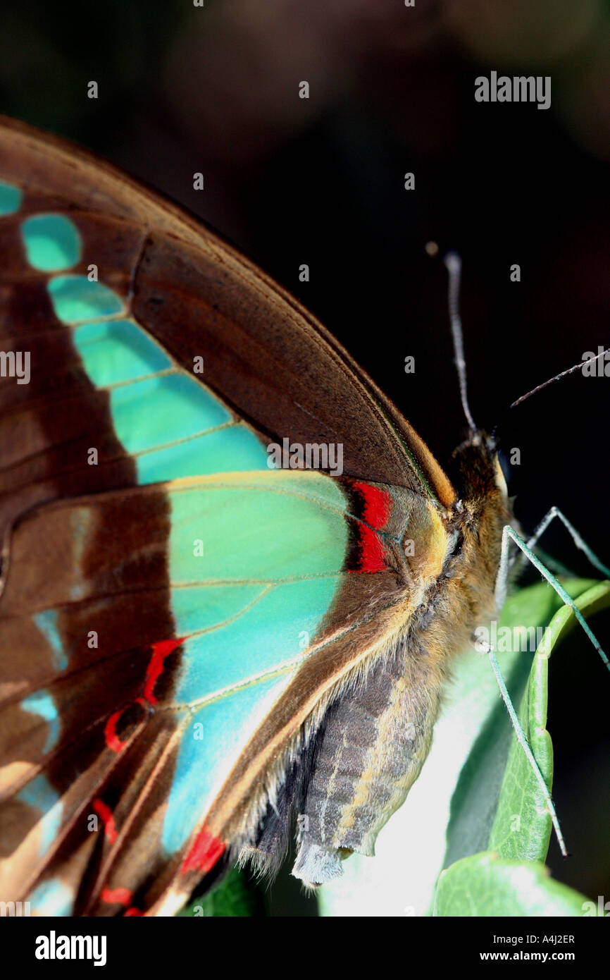 Blue triangle common bluebottle butterfly hi-res stock photography and ...