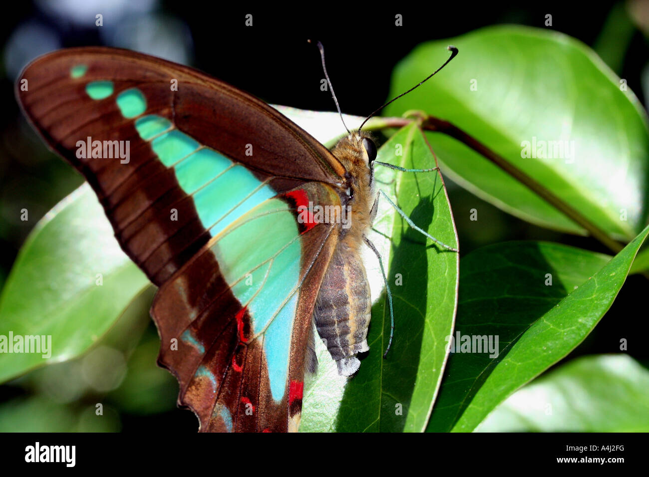 A BLUE TRIANGLE BUTTERFLY BAPDA9872 Stock Photo - Alamy