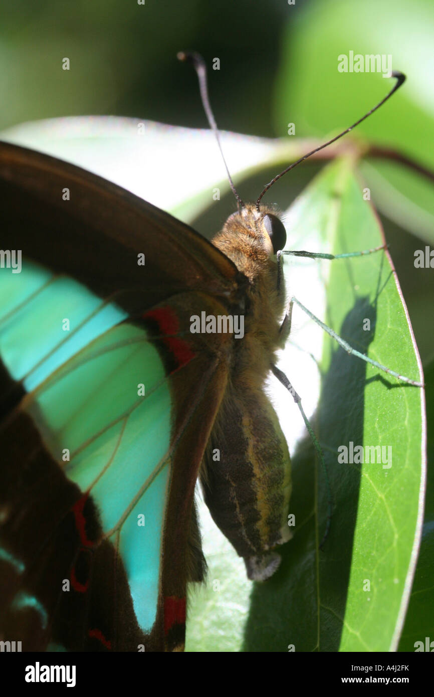 A BLUE TRIANGLE BUTTERFLY BAPDA9873 Stock Photo - Alamy