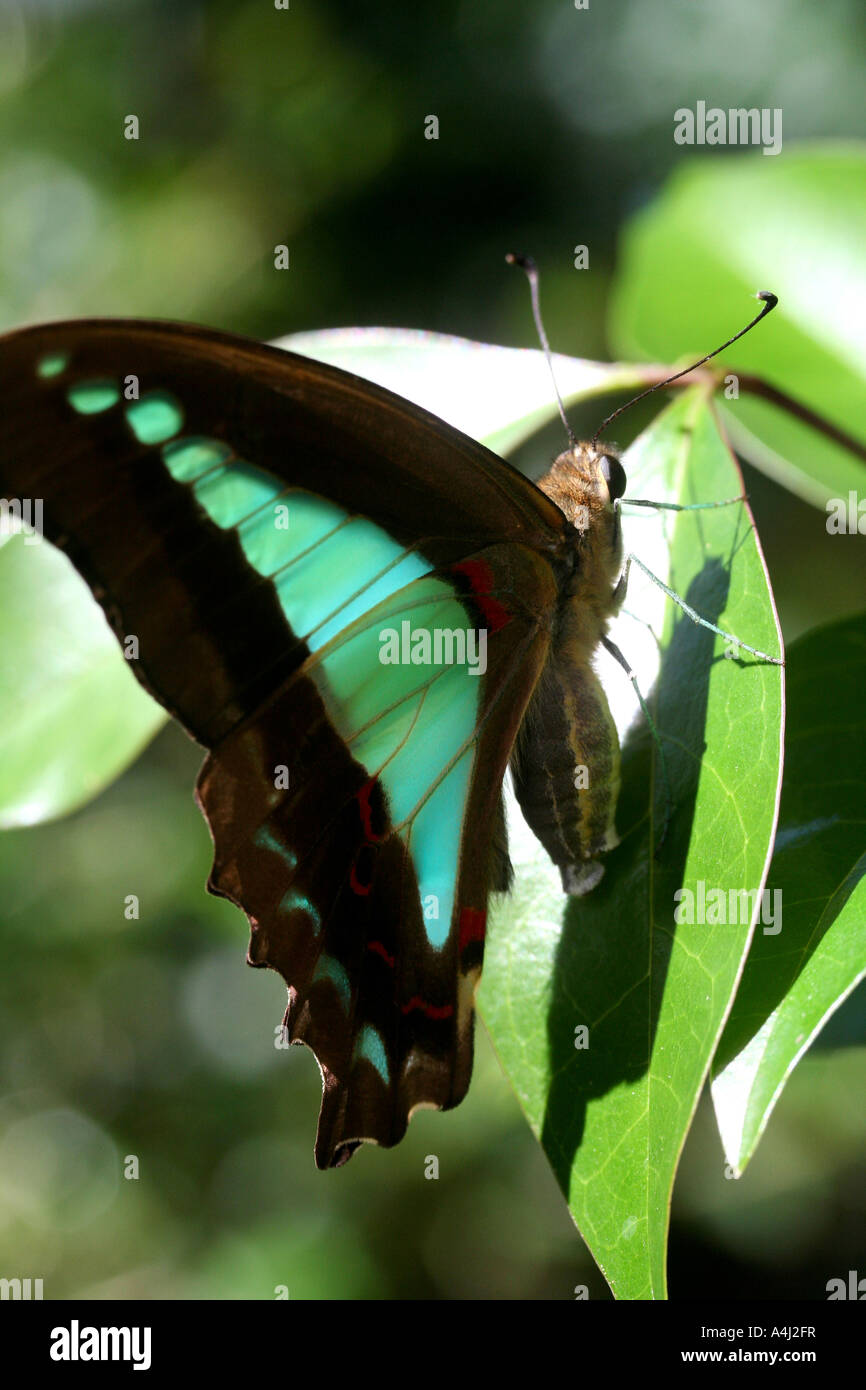 A BLUE TRIANGLE BUTTERFLY BAPDA9874 Stock Photo - Alamy