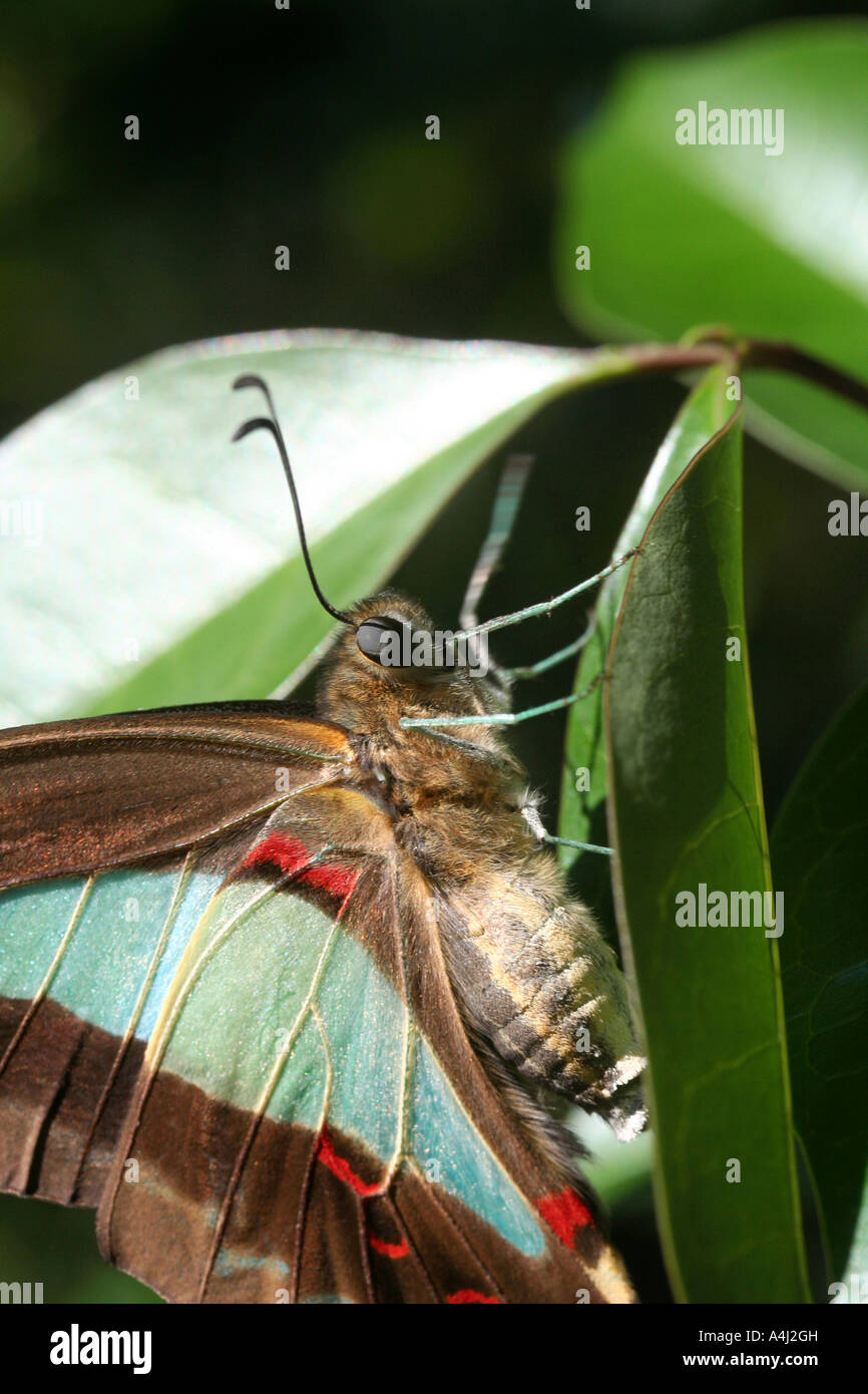 A BLUE TRIANGLE BUTTERFLY BAPDA9875 Stock Photo - Alamy