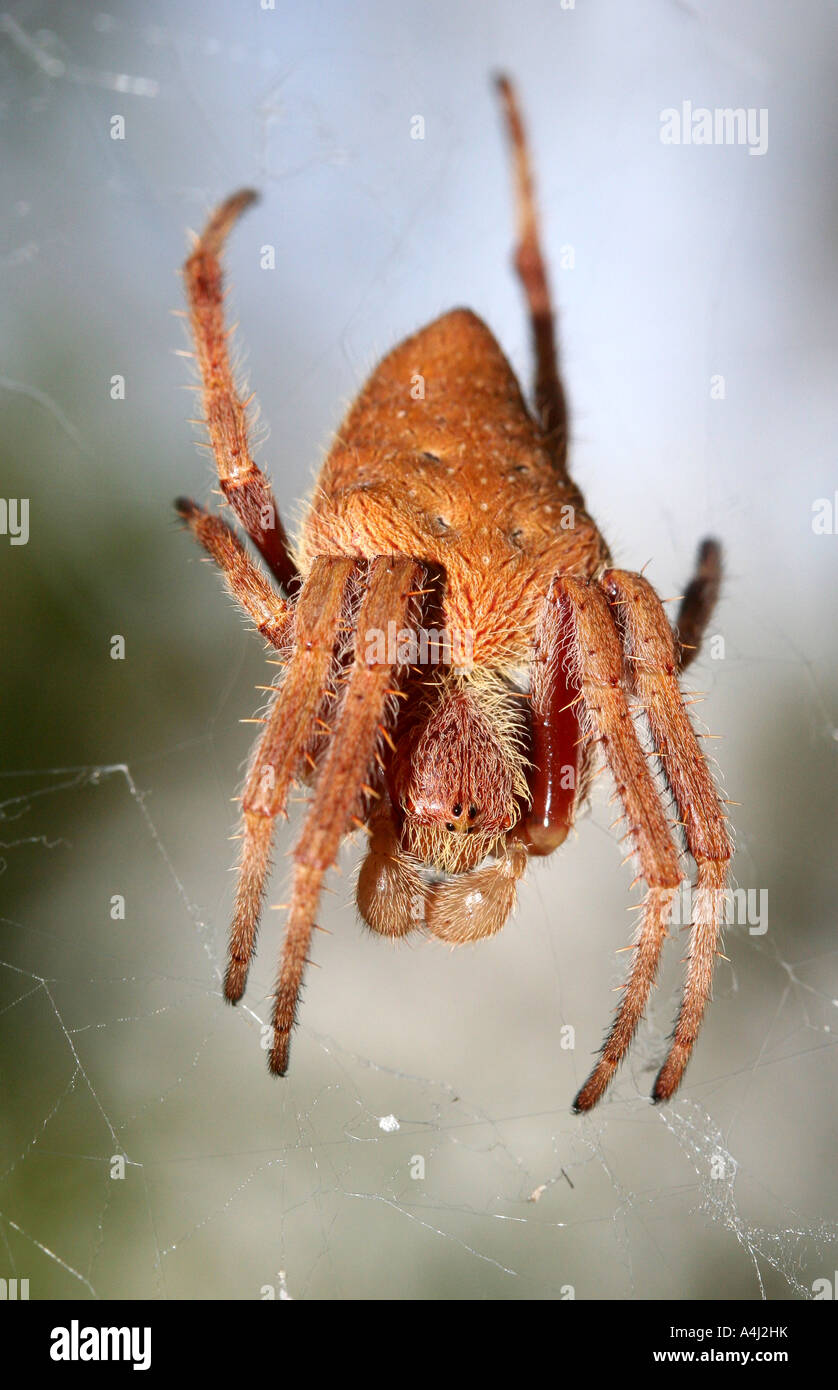 CLOSE UP OF AN ORB SPIDER BAPDA9878 VERTICAL Stock Photo - Alamy