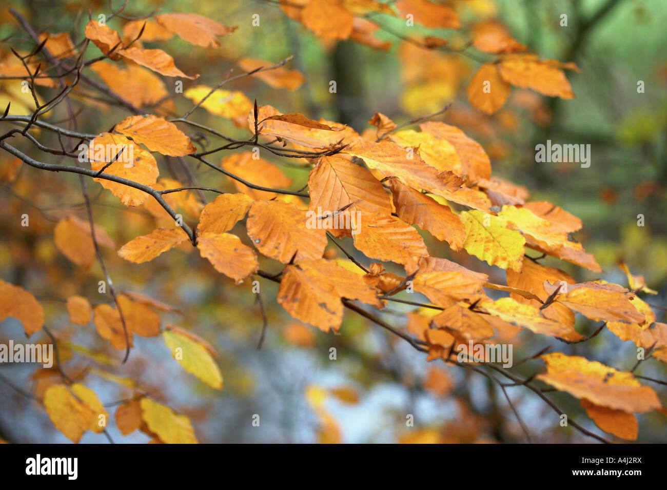 Beech leaves in autumn Stock Photo - Alamy