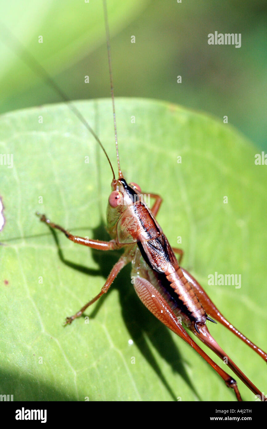 Predatory katydid hi-res stock photography and images - Alamy