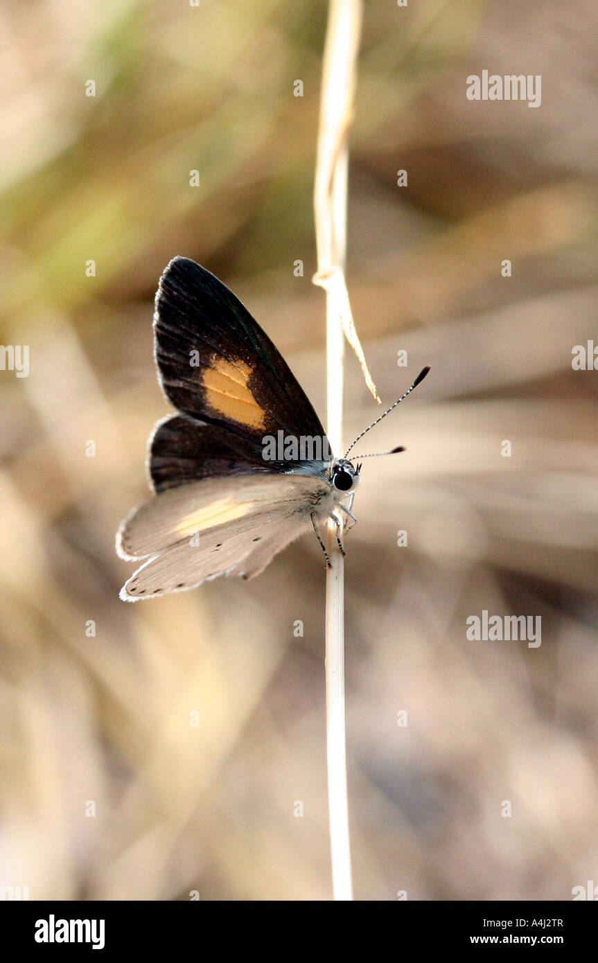 CLOSE UP OF A BROWN BUTTERFLY BAPDA9966 Stock Photo - Alamy