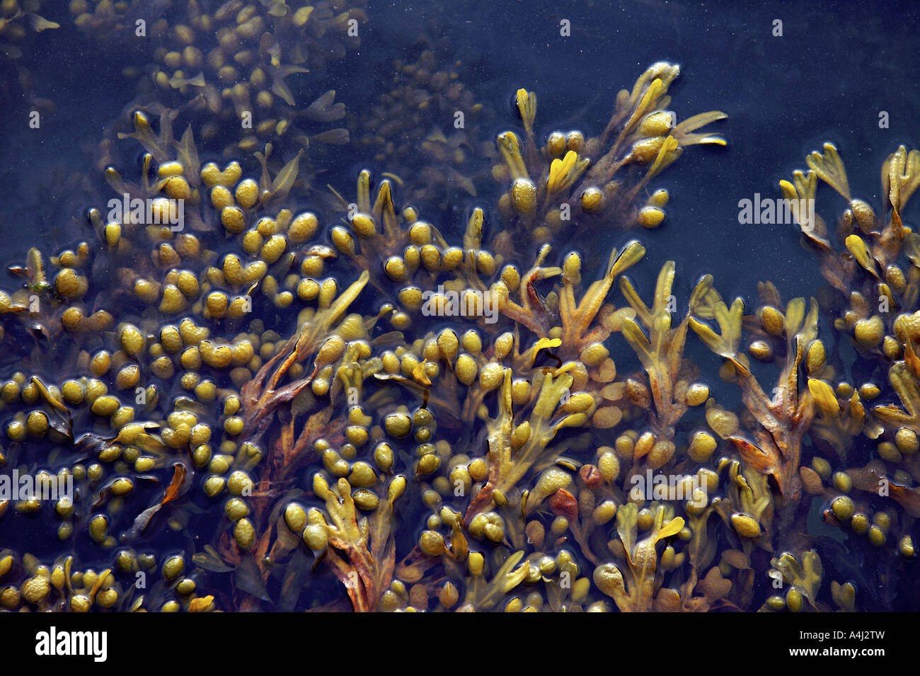Rockpool seaweed bladderwrack hi-res stock photography and images - Alamy