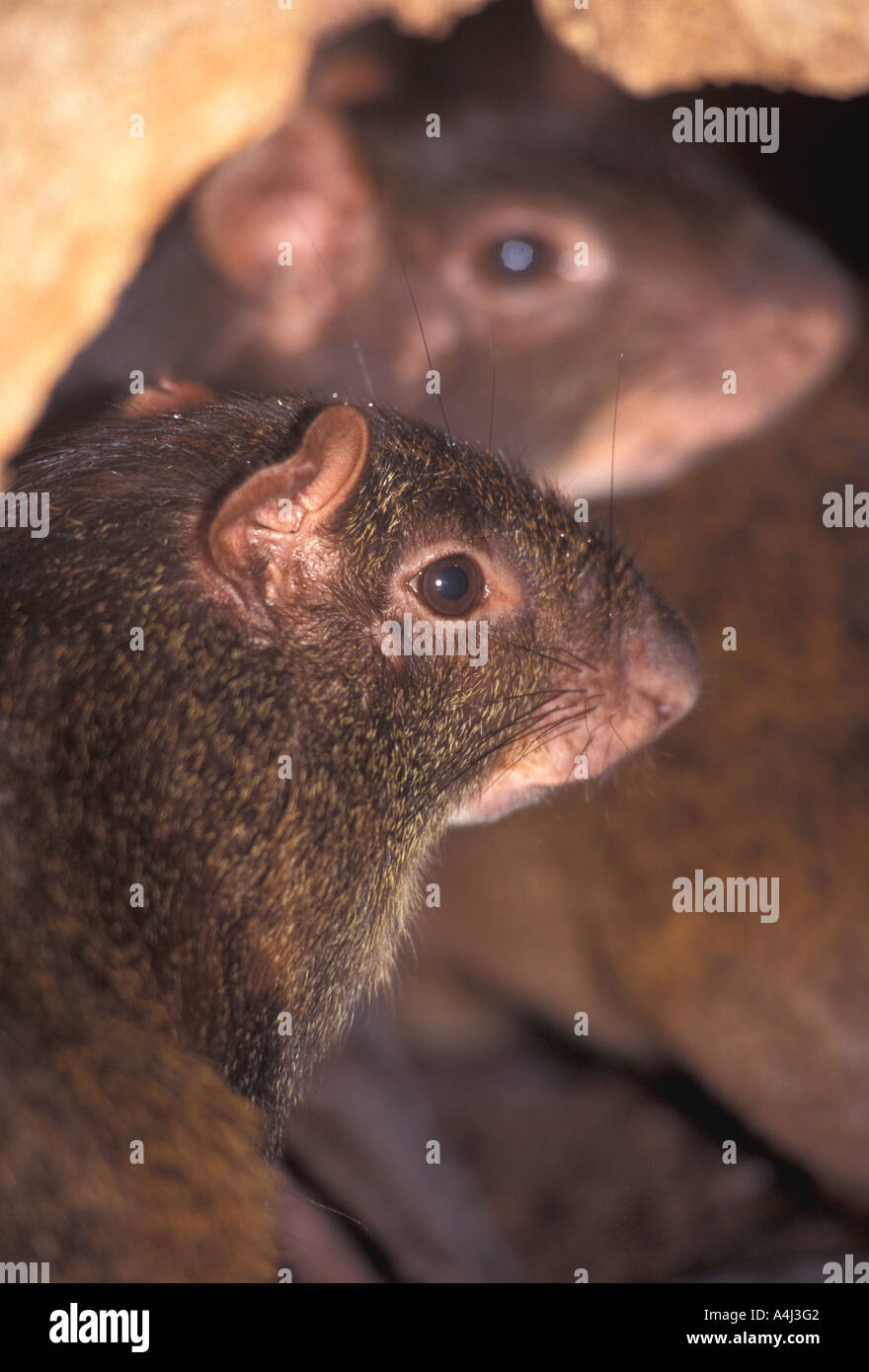 Caribbean animals mammal Agouti rodent Stock Photo - Alamy