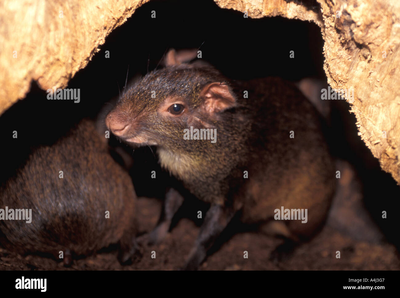 Caribbean animals Agouti rodent Stock Photo - Alamy