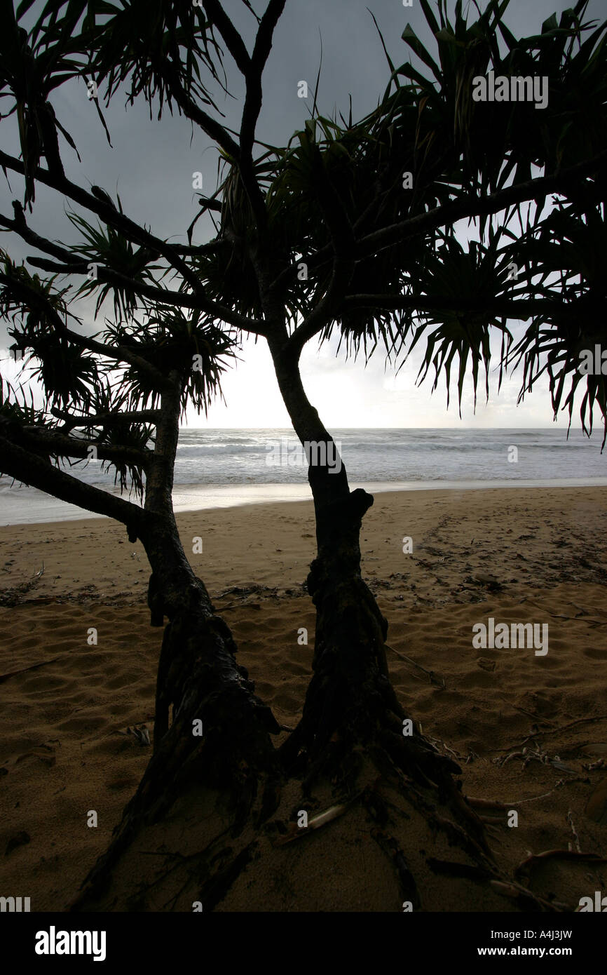 PANDANUS TREE ON RAINY BEACH VERTICAL BAPDB10092 Stock Photo - Alamy