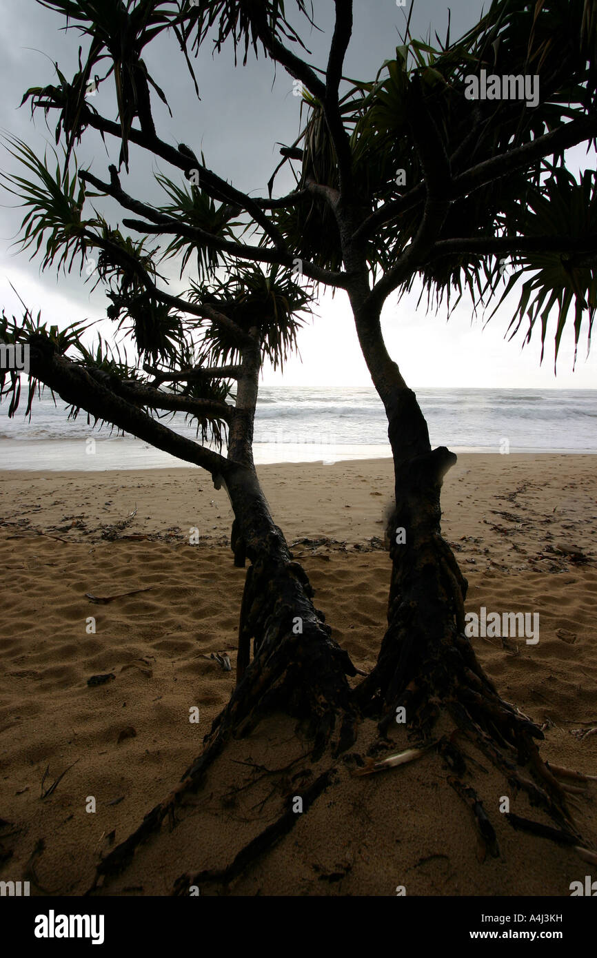 PANDANUS TREE ON RAINY BEACH VERTICAL BAPDB10093 Stock Photo - Alamy