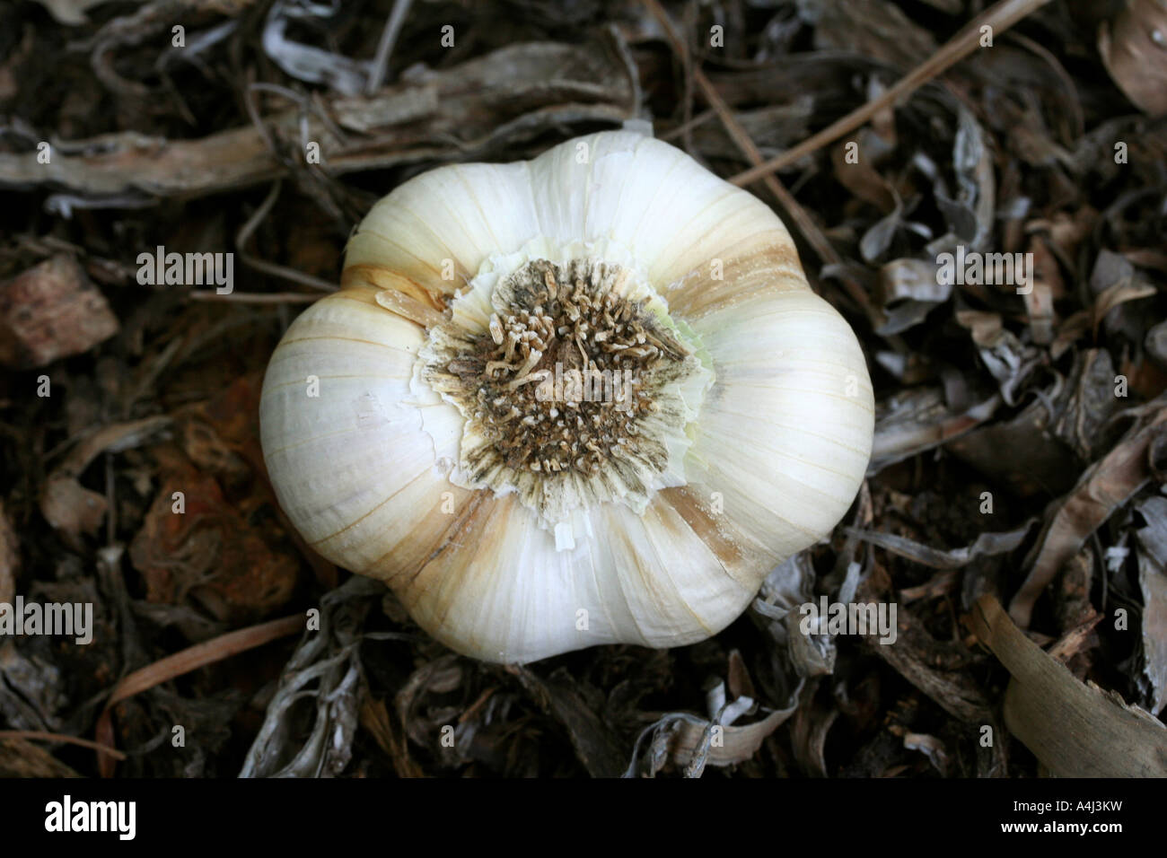 CLOVE OF GARLIC SIDE TOP VIEW IN GARDEN HORIZONTAL BAPDB10097 Stock ...