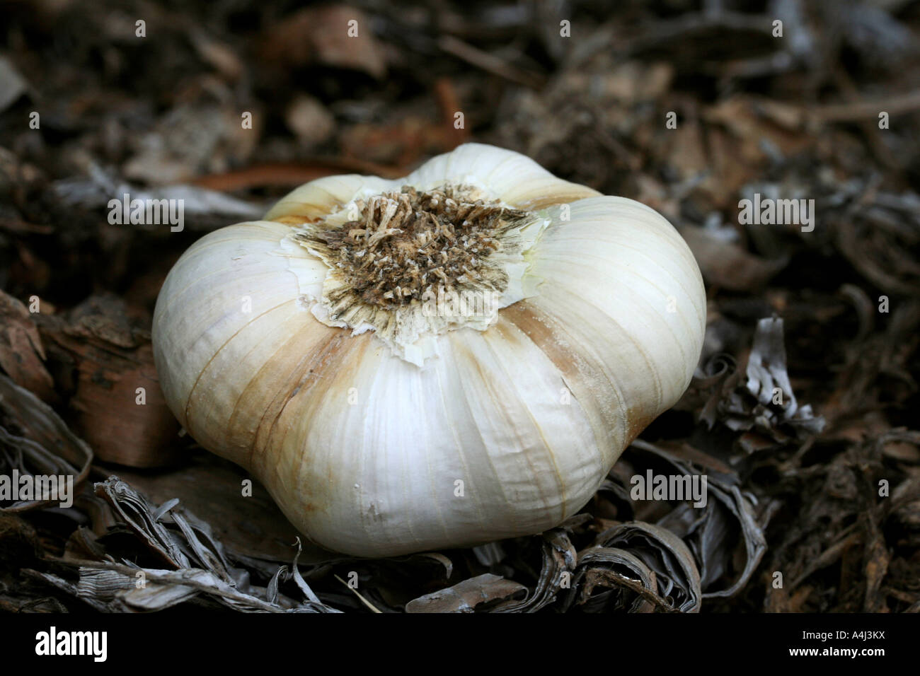 CLOVE OF GARLIC SIDE TOP VIEW IN GARDEN HORIZONTAL BAPDB10098 Stock ...