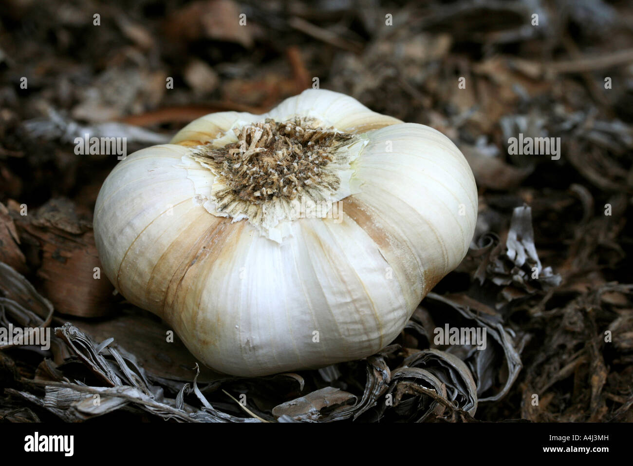 CLOVE OF GARLIC SIDE TOP VIEW IN GARDEN HORIZONTAL BAPDB10099 Stock ...