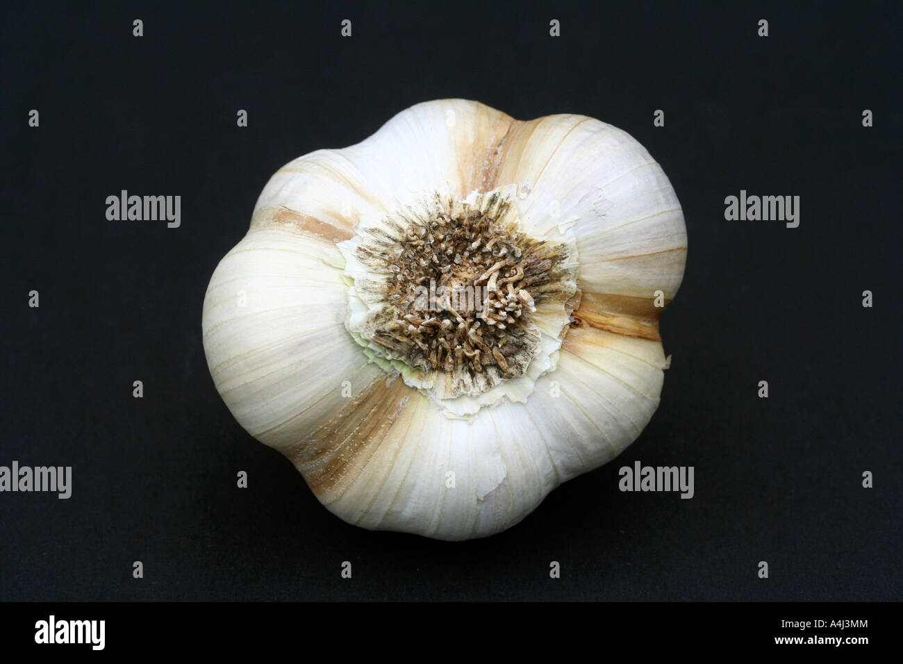 CLOVE OF GARLIC TOP VIEW BLACK BACKGROUND HORIZONTAL BAPDB10100 Stock ...