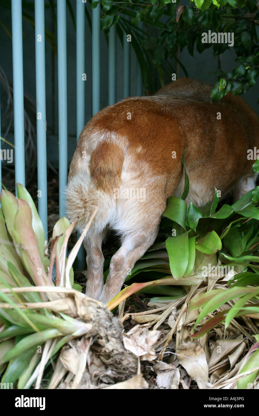 REAR END OF A RED CATTLE DOG EXPLORING A GARDEN HORIZONTAL BAPDB10107 ...