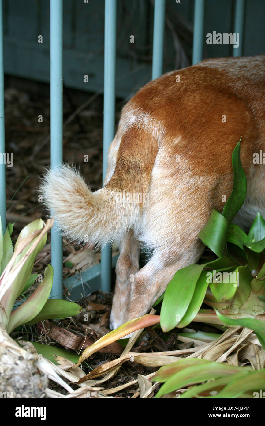 REAR END OF A RED CATTLE DOG EXPLORING A GARDEN HORIZONTAL BAPDB10107 ...