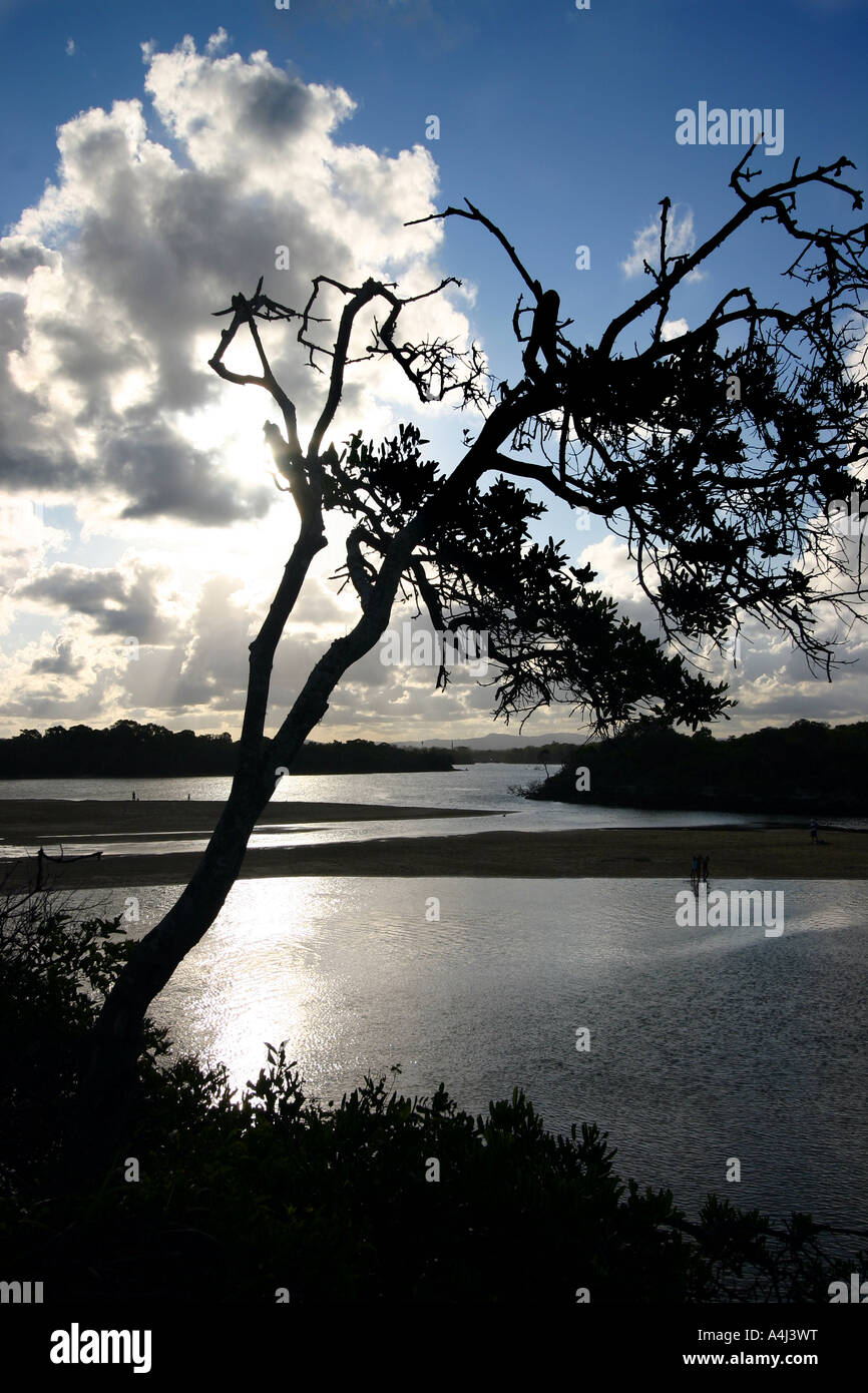 TREES CLOUDS AND WATER CALOUNDRA QUEENSLAND AUSTRALIA VERTICAL ...