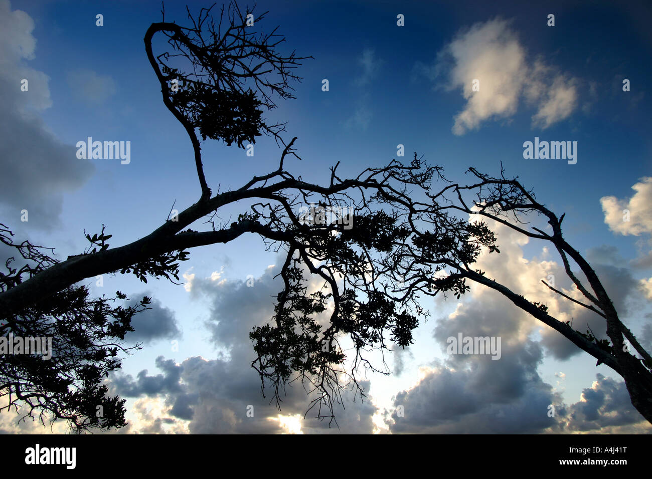 TREES CLOUDS AND WATER CALOUNDRA QUEENSLAND AUSTRALIA HORIZONTAL ...