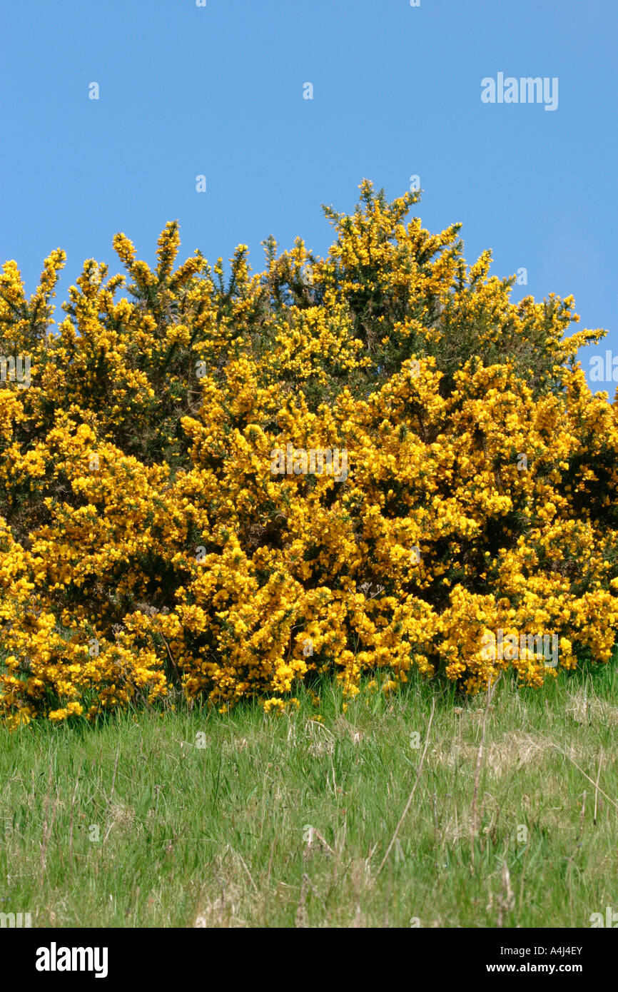 GORSE ULEX EUROPAEUS BUSH IN FLOWER Stock Photo - Alamy