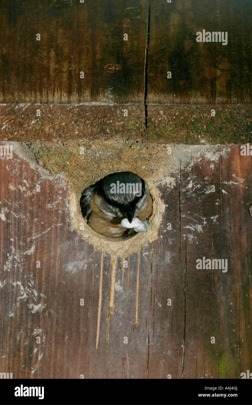 NUTHATCH SITTA EUROPEAE LEAVING NESTHOLE FRONT VIEW Stock Photo - Alamy