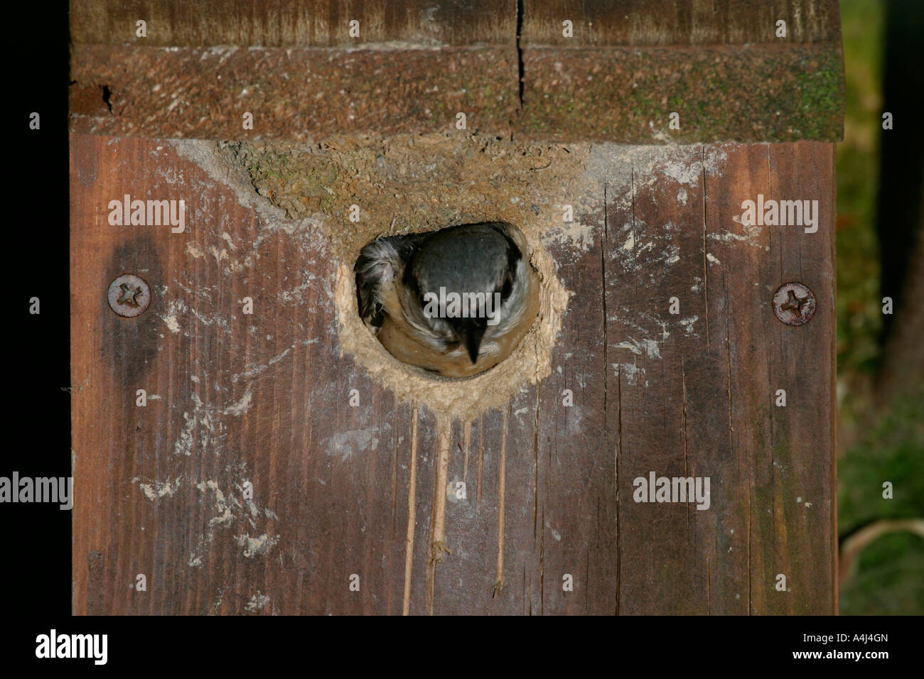 Europeae hi-res stock photography and images - Alamy