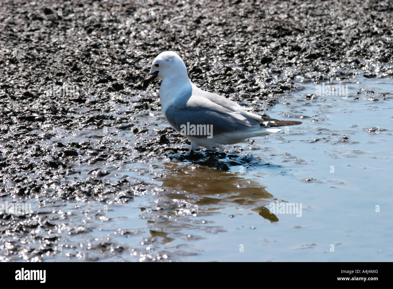 KITTIWAKE RISSA TRIDACTYLA COLLECTING MUD SIDE VIEW Stock Photo - Alamy