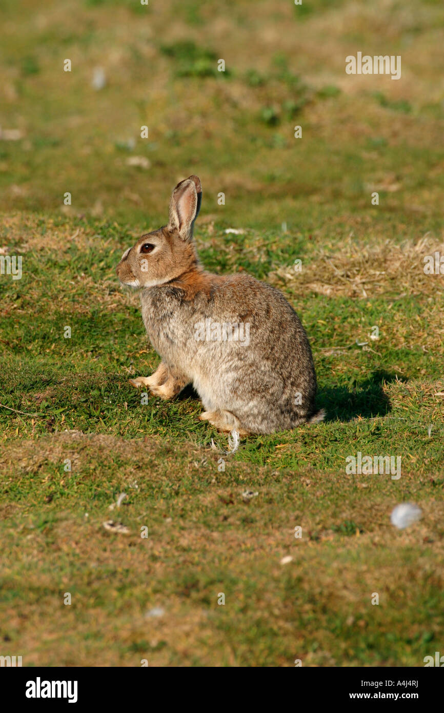 RABBIT ORYCTOLAGUS CUNICULUS SITTING ON GRASS SIDE VIEW Stock Photo - Alamy