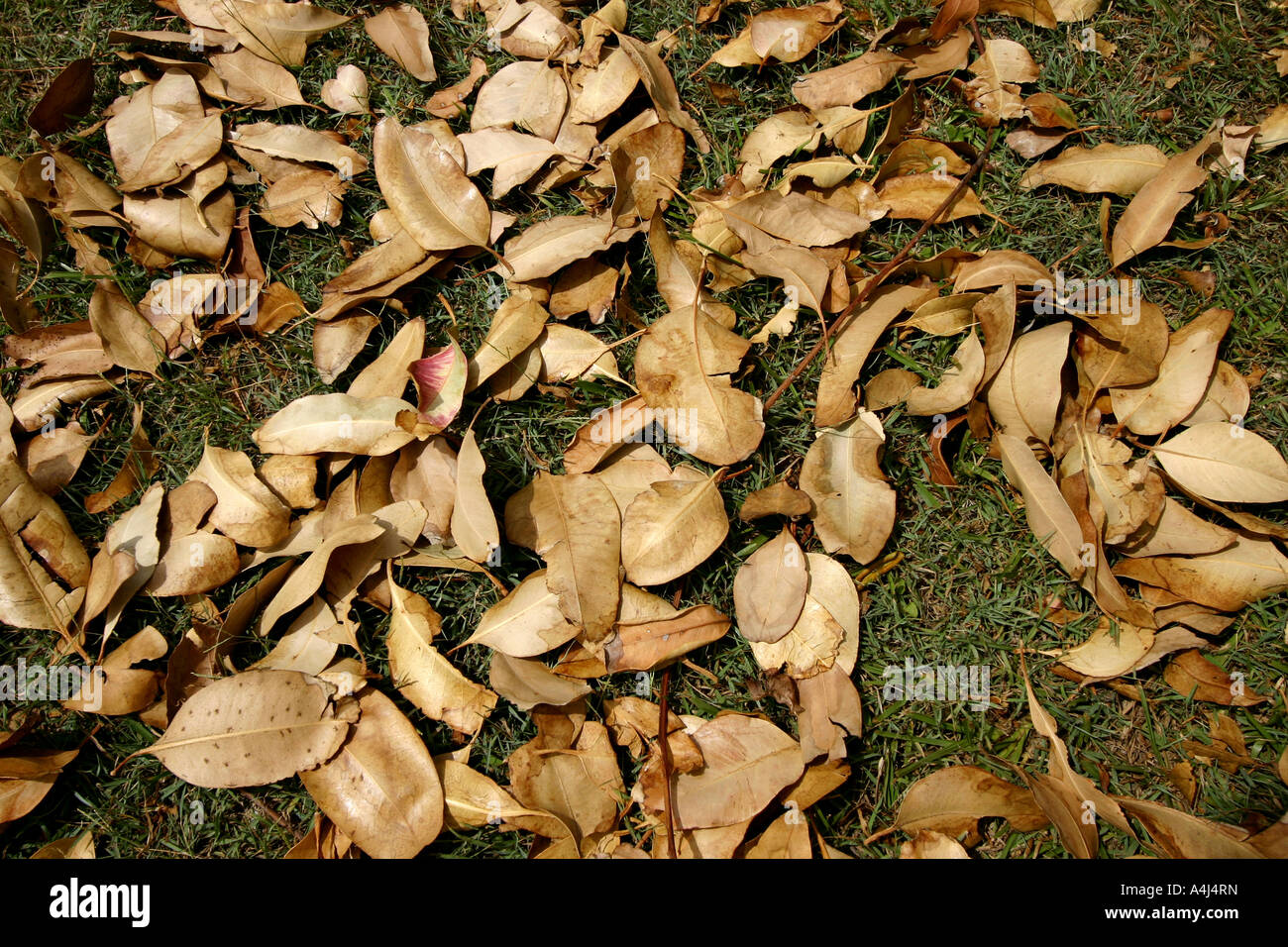 BED OF FALLEN AUTUMN LEAVES HORIZONTAL BAPDB9941 Stock Photo - Alamy
