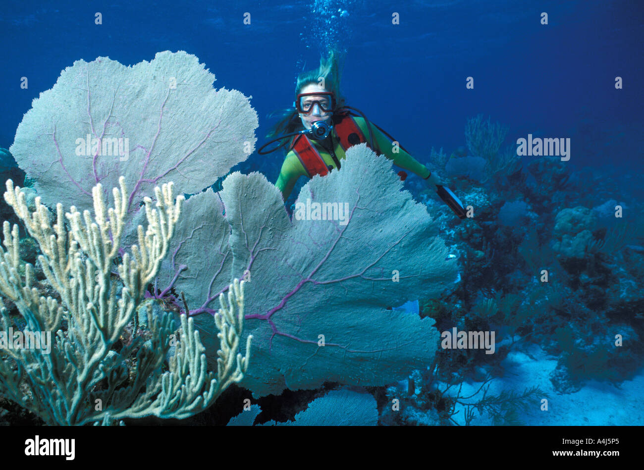 Woman scuba diver bahamas hi-res stock photography and images - Alamy