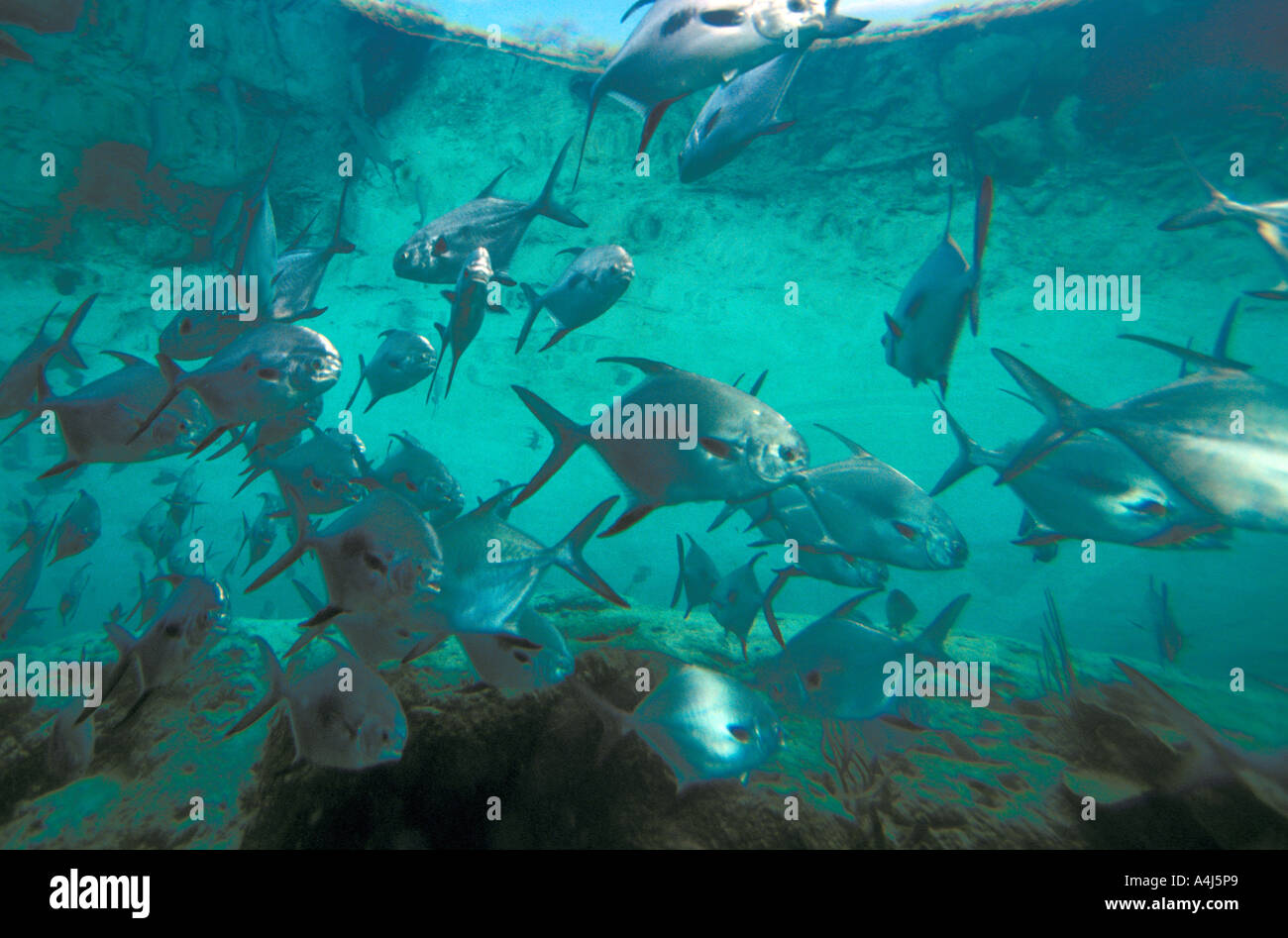 Permit fish hi-res stock photography and images - Alamy