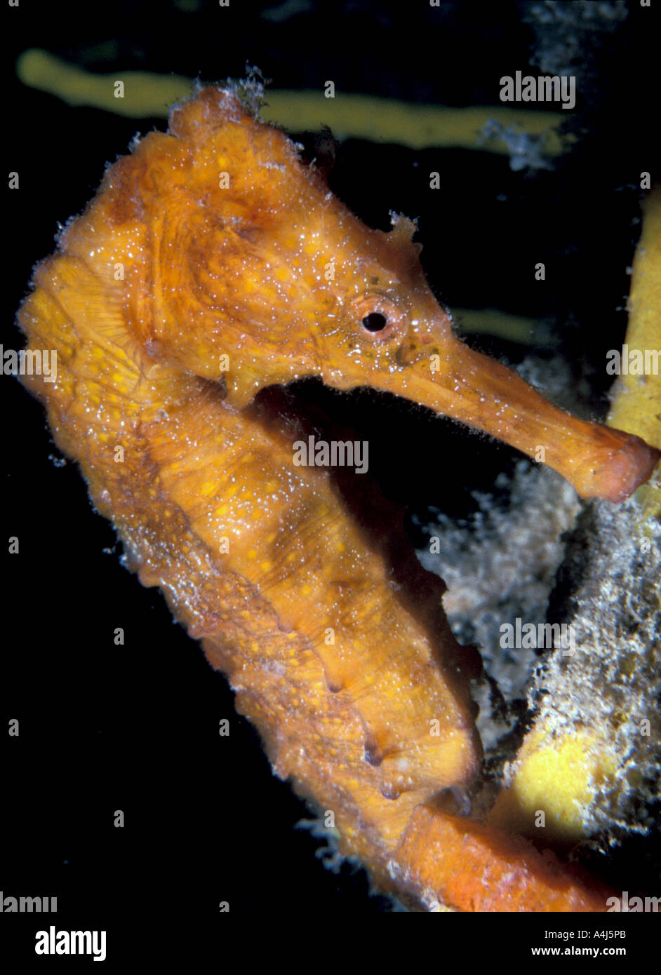 Seahorse Underwater golden yellow seahorse closeup portrait seahorse ...
