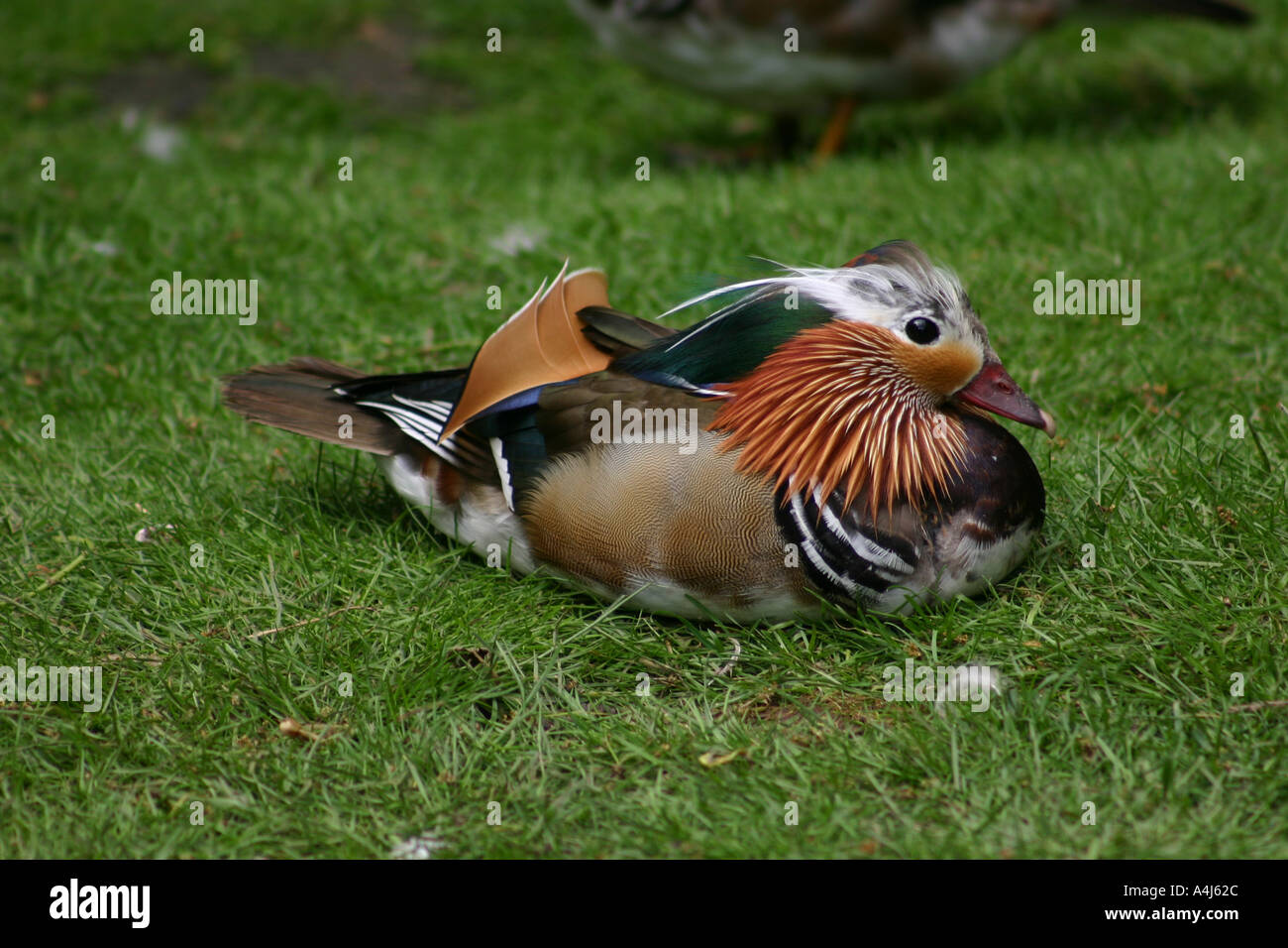 Manderin duck hi-res stock photography and images - Alamy
