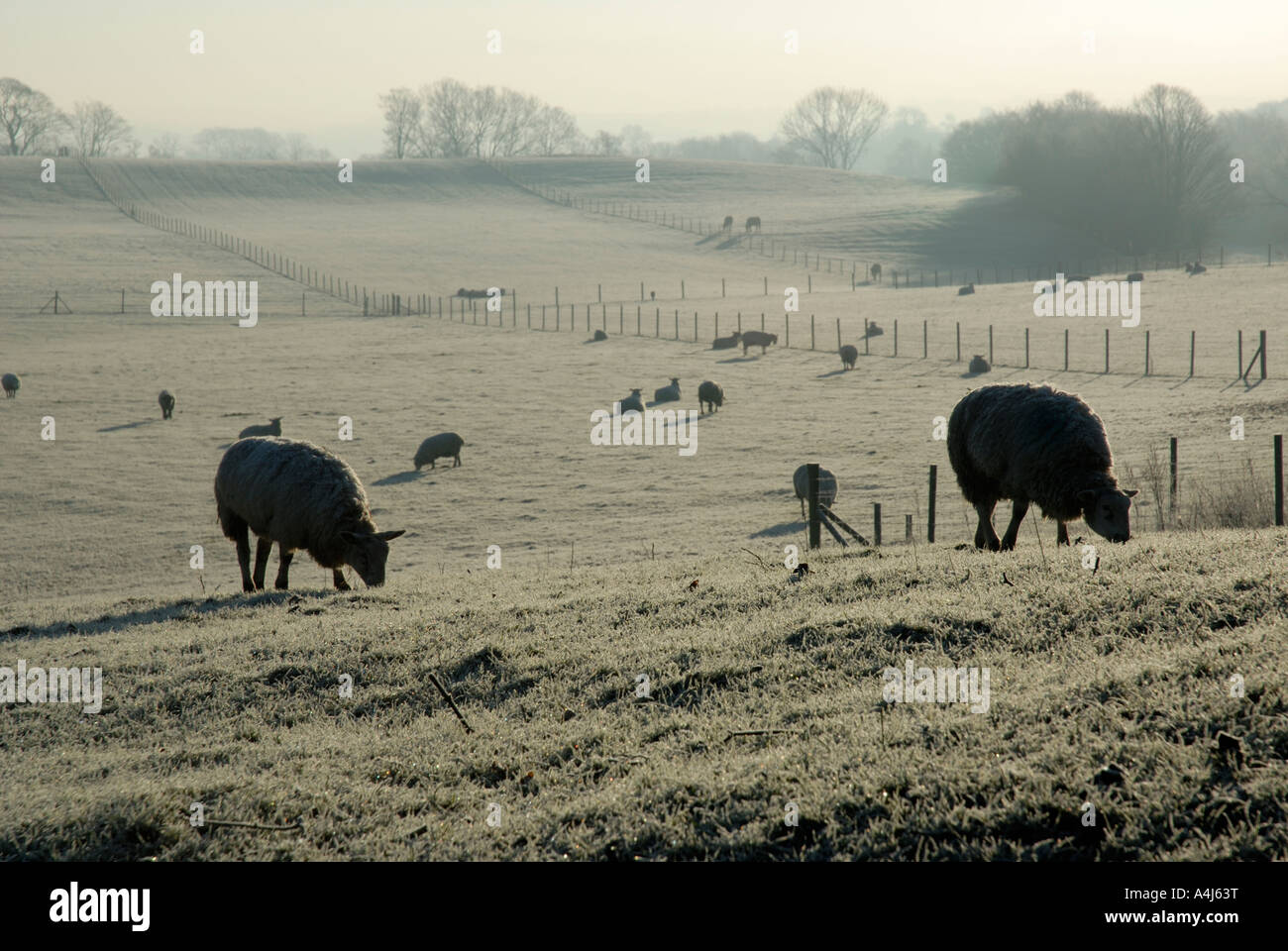 Sheep grazing on a frosty misty morning Stock Photo - Alamy