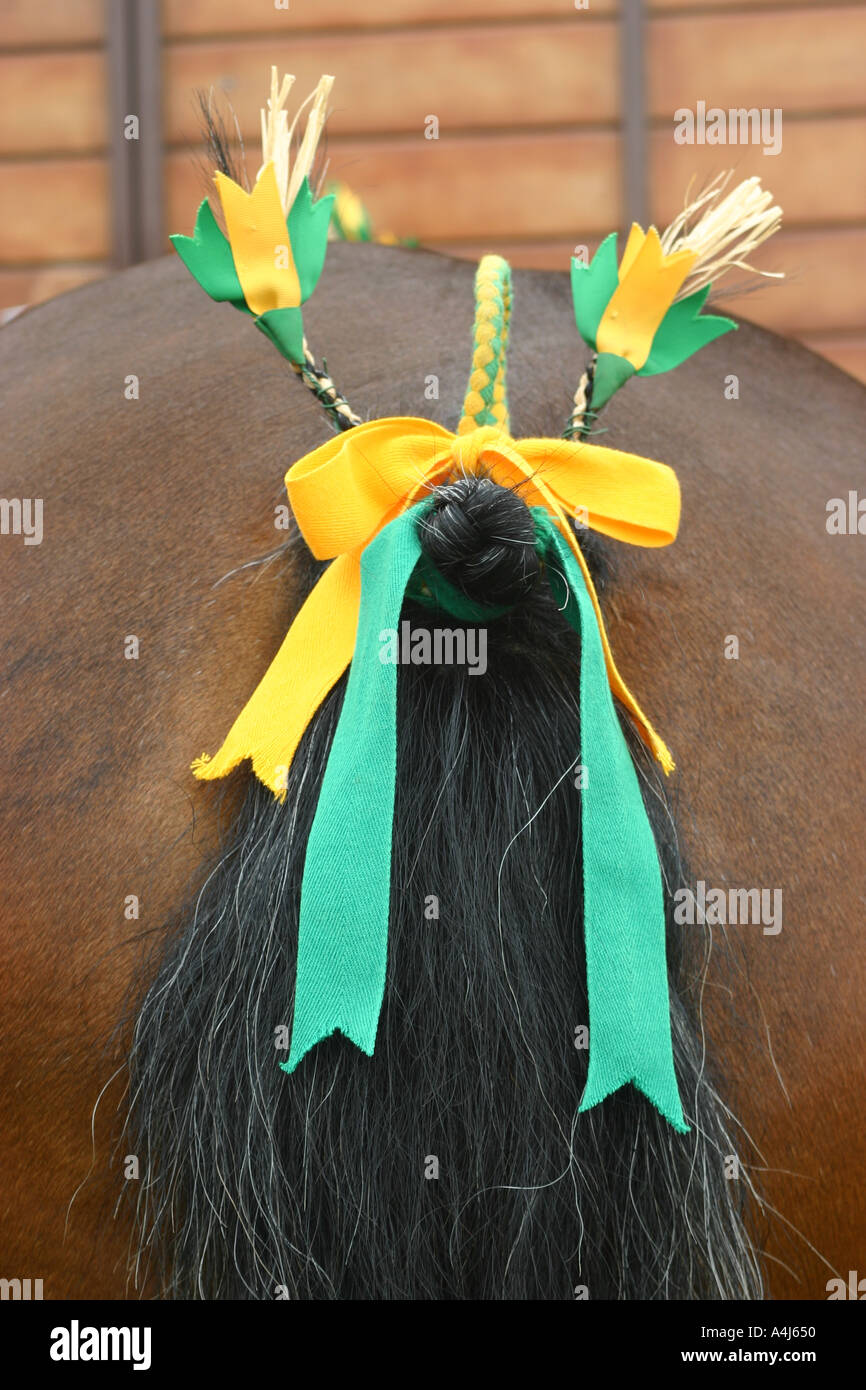 shire horse tail dressing Stock Photo - Alamy