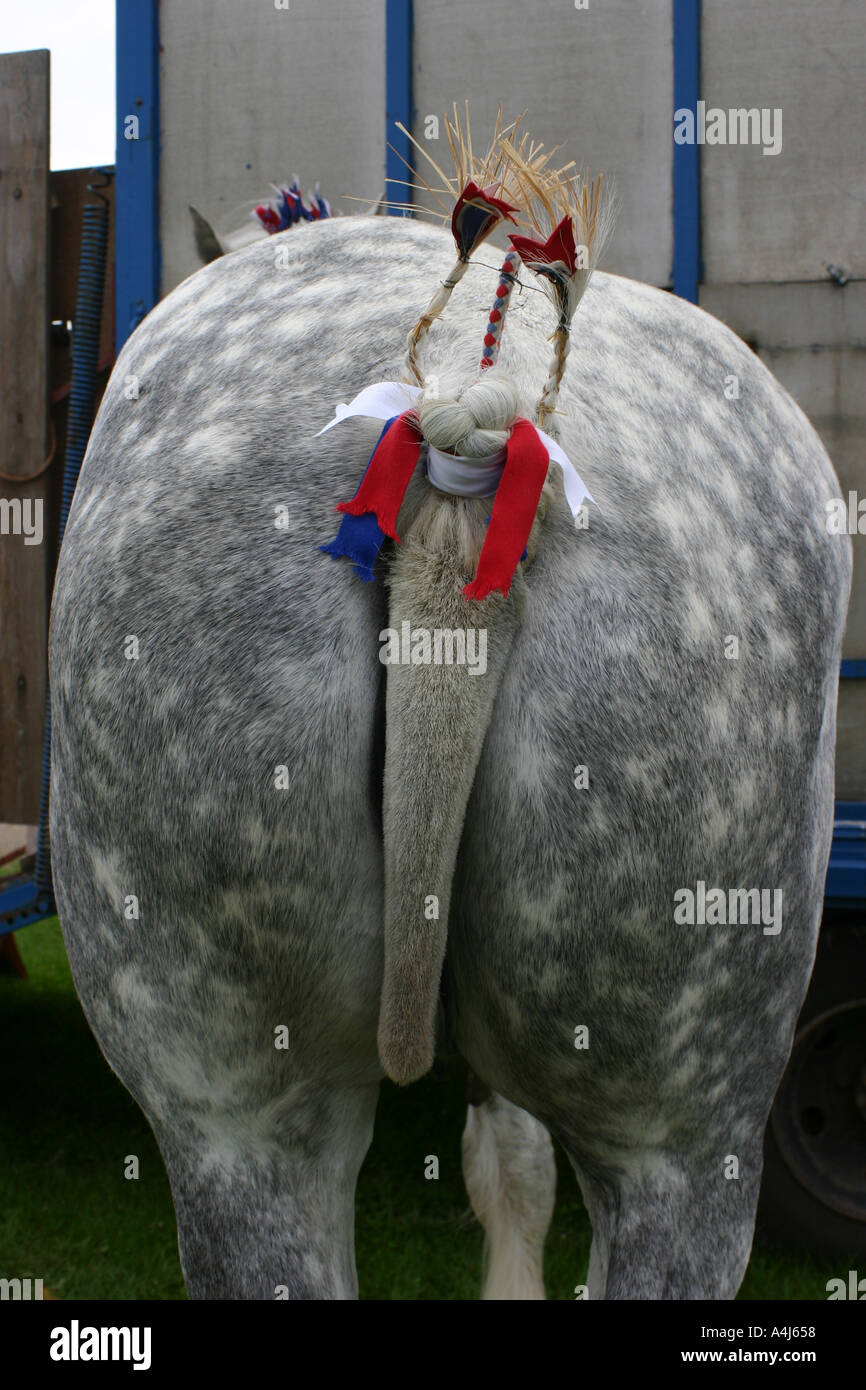 shire horse tail dressing Stock Photo - Alamy