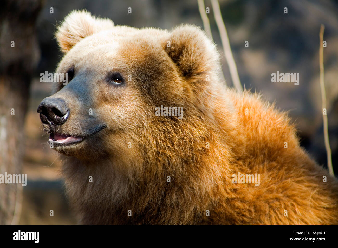 Grizzly Bear in the Columbia, South Carolina Zoo Stock Photo - Alamy
